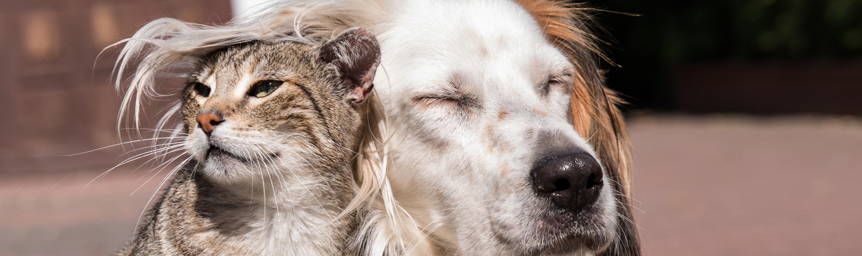 Featured Products | Pet Home Hospice & Euthanasia Vet MI