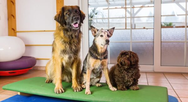 Movement Is Medicine for Senior Pets - Part 2: Canine Cavaletti & Core ...